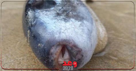 رعب في بريطانيا والسبب سمكة سامة تجرفها مياه البحر للشاطئ فنجان