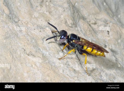 Bee Killer Wasp Bee Killer Philanthus Triangulum Philanthus Apivorus