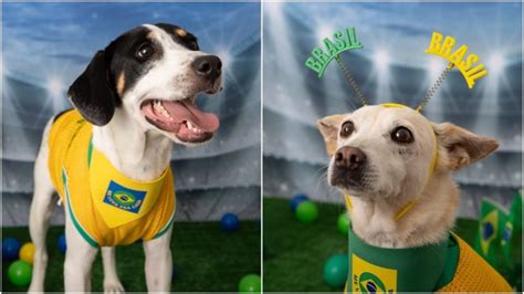 Pets Em Busca De Um Lar Fazem Ensaio Tema Da Copa