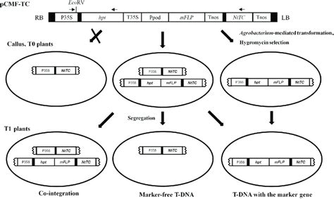 Schematic Showing The Production Of Selectable Marker Free Transgenic