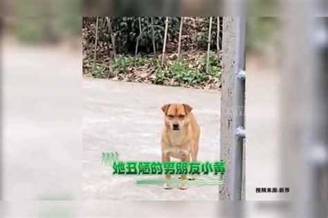 女生对待自家狗狗和它男朋友态度迥然不同，不太满意这桩婚事