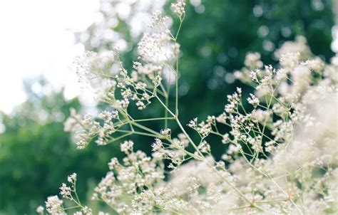 Wallpaper Greens Summer Grass Macro Light Trees Glare Day For