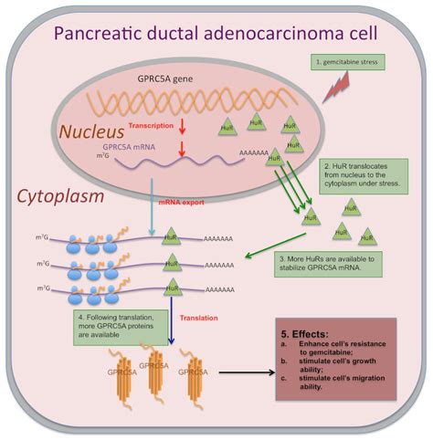 The Roles Of Gprc5a In Pancreatic Ductal Adenocarcinoma Computational