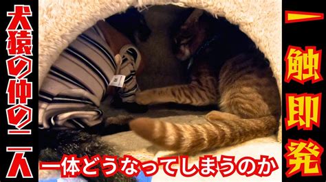 茶トラのボス猫は大興奮で大暴れ一触即発の大ピンチの対応は・・・（保護猫カフェ森のねこ舎）淡路red Tabby Cat Boss Cat