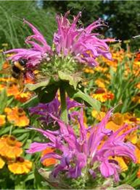 The Beth Chatto Gardens - I - N > Monarda > Monarda 'Prairienacht