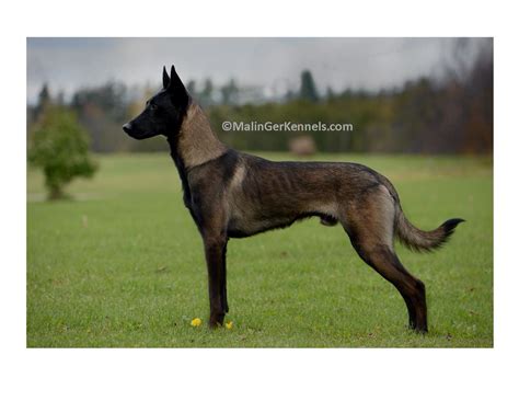 Dark Belgian Malinois Puppies