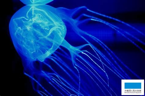 【ハブクラゲはじめました】 美ら海だより 沖縄美ら海水族館 沖縄の美ら海を、次の世代へ。