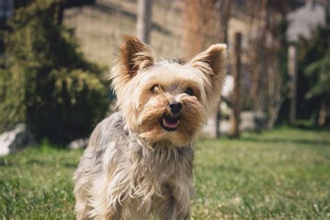 Yucky Coprophagia How To Stop Your Yorkie From Eating Poop Yorkie