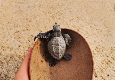 Tienda Liberación De Tortugas Bebés Soy Zanca