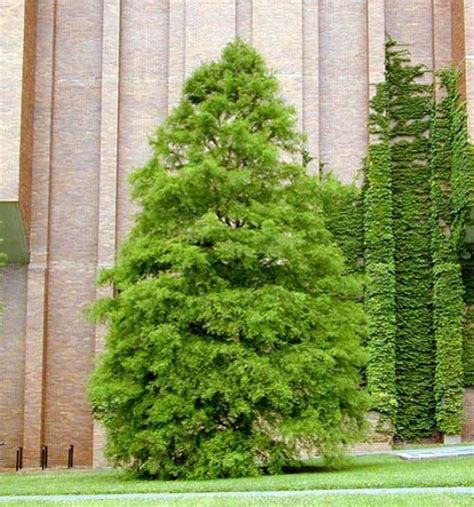 Bald Cypress Tree Resources Tree Lafayette