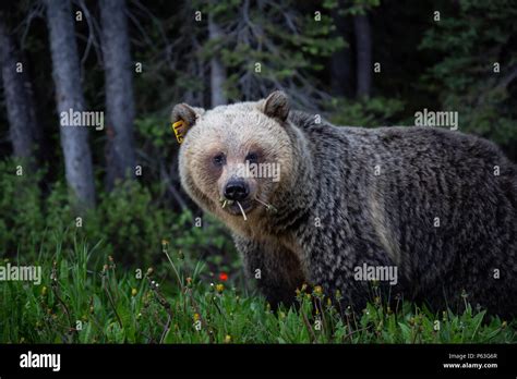 Mother Grizzly Bear Is Eating Weeds And Grass In The Nature Taken In