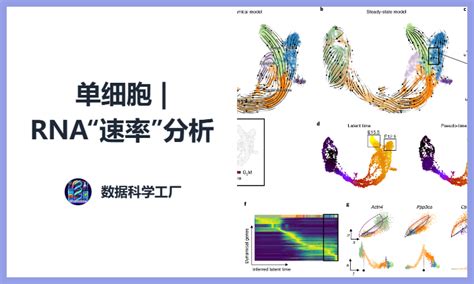 后端 单细胞rna速率分析 Scvelo入门教程 个人文章 Segmentfault 思否