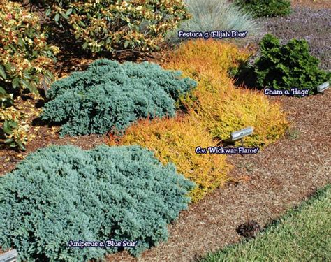 Information About Juniper Twig Blight And Control Artofit