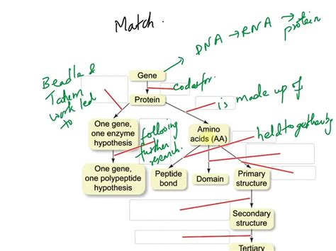 Solved Text Match The Relationships To The Corresponding Concepts Gene Protein Answer Bank