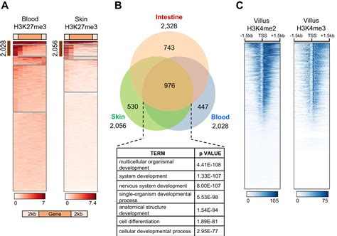 Acquired Tissue Specific Promoter Bivalency Is A Basis For Prc2