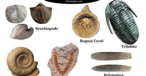 Index Fossils Definition Importance Types Geology In