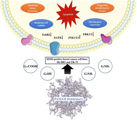 Substantial Cell Apoptosis Provoked By Naked PAMAM Dendrimers In HER2
