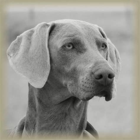 Pin By Caron On Creatures Great And Small Weimaraner Labrador