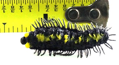 Wooly Worm 2 Pk 5109 22