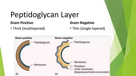 Difference Between Gram Positive And Gram Negative Bacteria Ppt