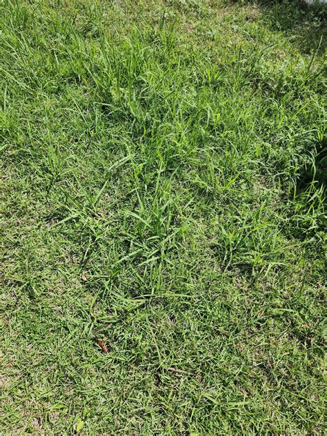What Kind Of Grassy Weed Is This Rlawncare