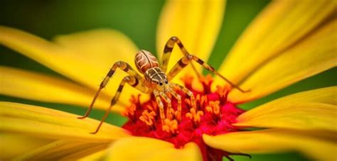 Premium Photo A Close Up Of A Jumping Spider On A Yellow Flower