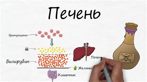 Здоровье печени Youtube