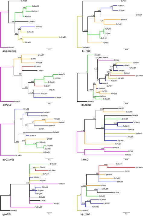 Phylogenetic Trees Resulting From Bayesian Analyses Of 8 Excluded Gene Download Scientific