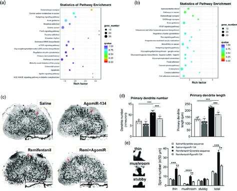 Mir 134 Is Involved In Remifentanil Induced Augment Of Spine Dendritic