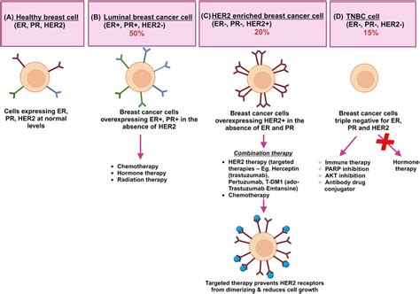 A Schematic Representation Of The Key Breast Cancer Subtypes The Download Scientific Diagram