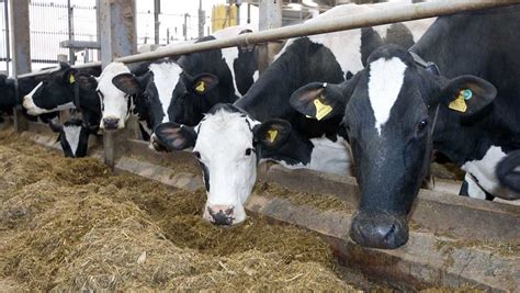 Match Starch Feeds To Forage Carefully To Avoid Acidosis In Dairy Cows