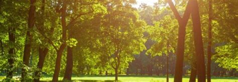 Sexy Trees Directory Datacaptive