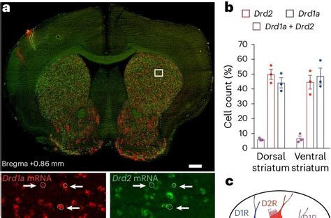Medical Xpress On Linkedin Neuroscientists Discover Small Group Of