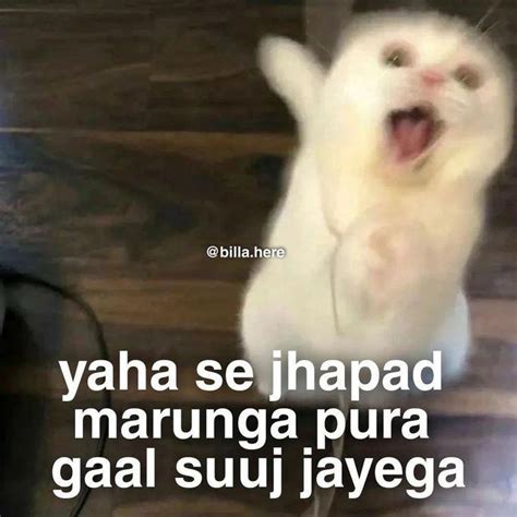 Funny Cat Memes 10 Hilarious Pictures To Make You Laugh