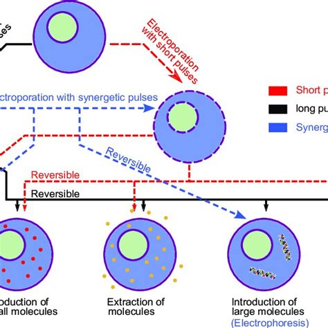 Electroporation Process Applications And Effects On The Cell Membrane