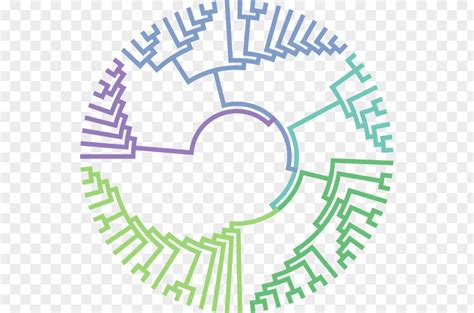 Evolution Molecular Phylogenetic Tree Biology Phylogenetics Png Image
