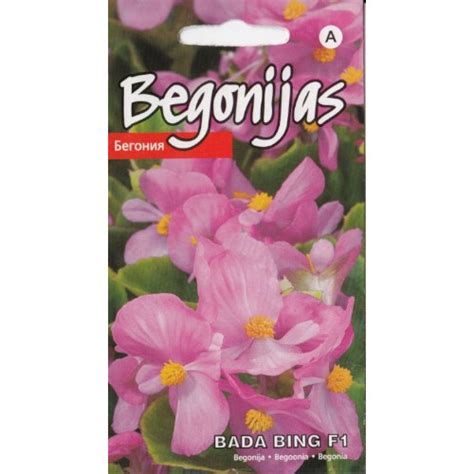 Begoonia Bada Bing F1 - Põlde talu koduaed
