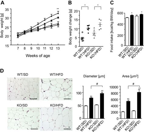 Atrap Deficiency Causes Adipocyte Hypertrophy In Response To Hf