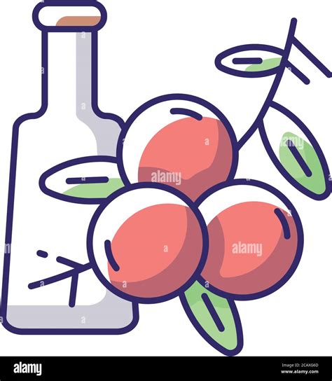 Juniper Berries Illustration Stock Vector Images Alamy