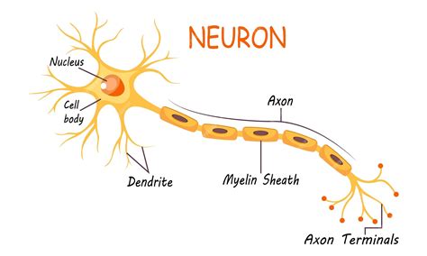 Premium Vector Neuron Anatomy Of Human Cell Line Art Vector And