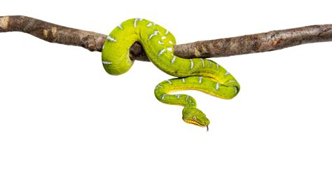 Premium Photo Adult Emerald Tree Boa Wrapped Around A Branch Corallus