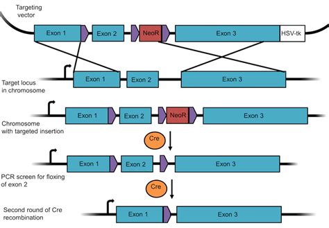 Plasmids 101 Knockoutknock In Plasmids