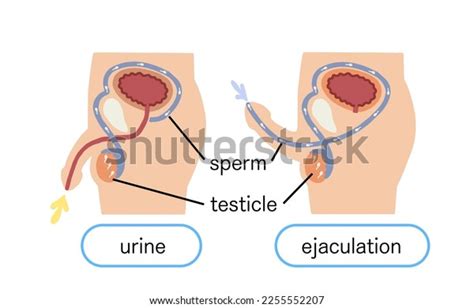 Male Genitalia How Ejaculation Works Vector Stock Vector Royalty Free