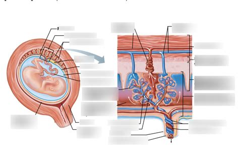 Embryonic Development 3 Diagram Quizlet