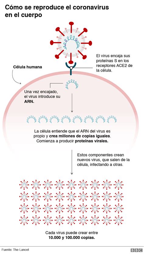 Covid 19 Cómo Funciona Nuestro Sistema Inmunológico Y Cómo Combate Al