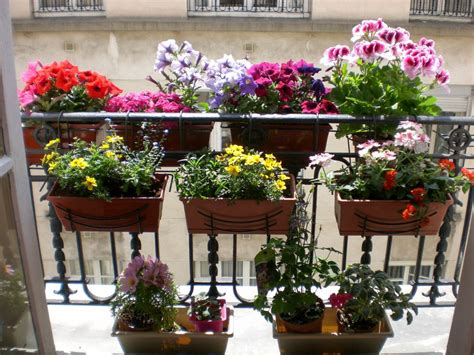 Lauko Gėlės Vazonuose Gėlių Rojus