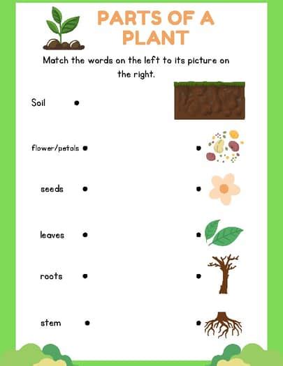 Parts Of A Plant Matching Worksheet By Teaching With Miss Payne