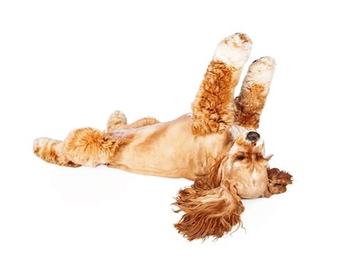 Premium Photo Cocker Spaniel Rolling Over