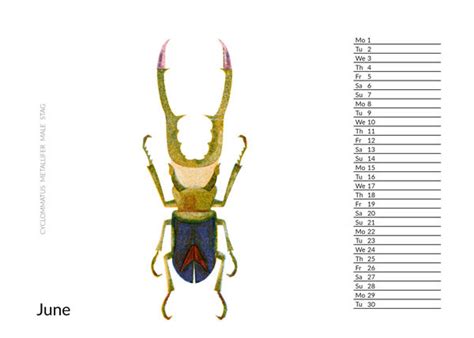 Bug Calendar On Behance