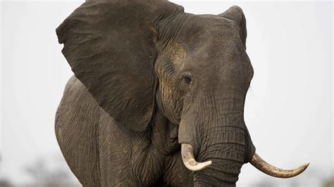 African Elephant Tusks Incisor Teeth